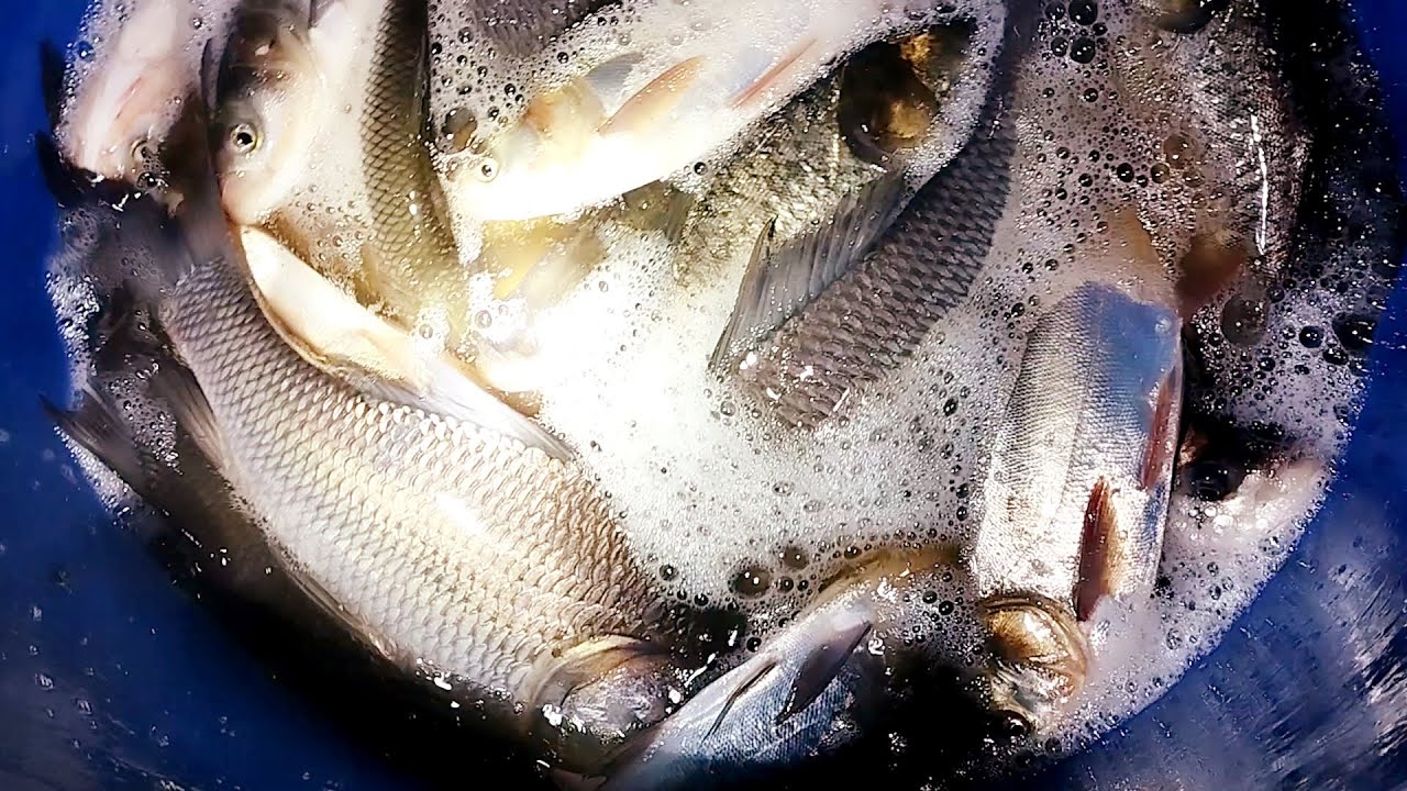 Catching Big Fish on The River | Fisher Man Catching The Small Fishes ...
