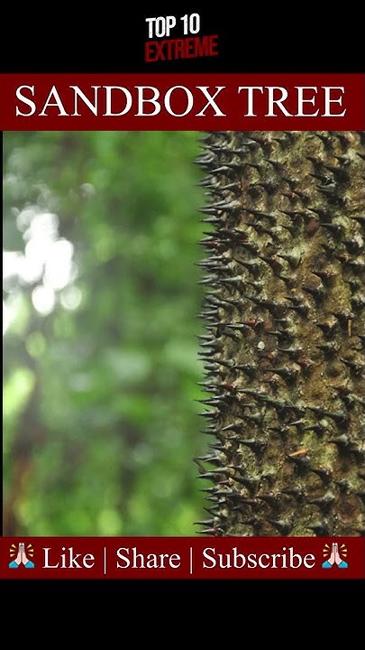 Most Dangerous Tree in the World || Sandbox Tree || #shorts #short # ...
