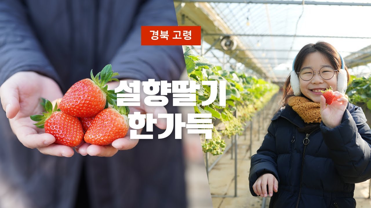 4k 대구 고령 딸기농장체험 달콤한 설향딸기가 제철 딸기도따고 깡통열차도 타고 대구근교나들이 딸기체험 고령딸기체험 여왕딸기 Youtube