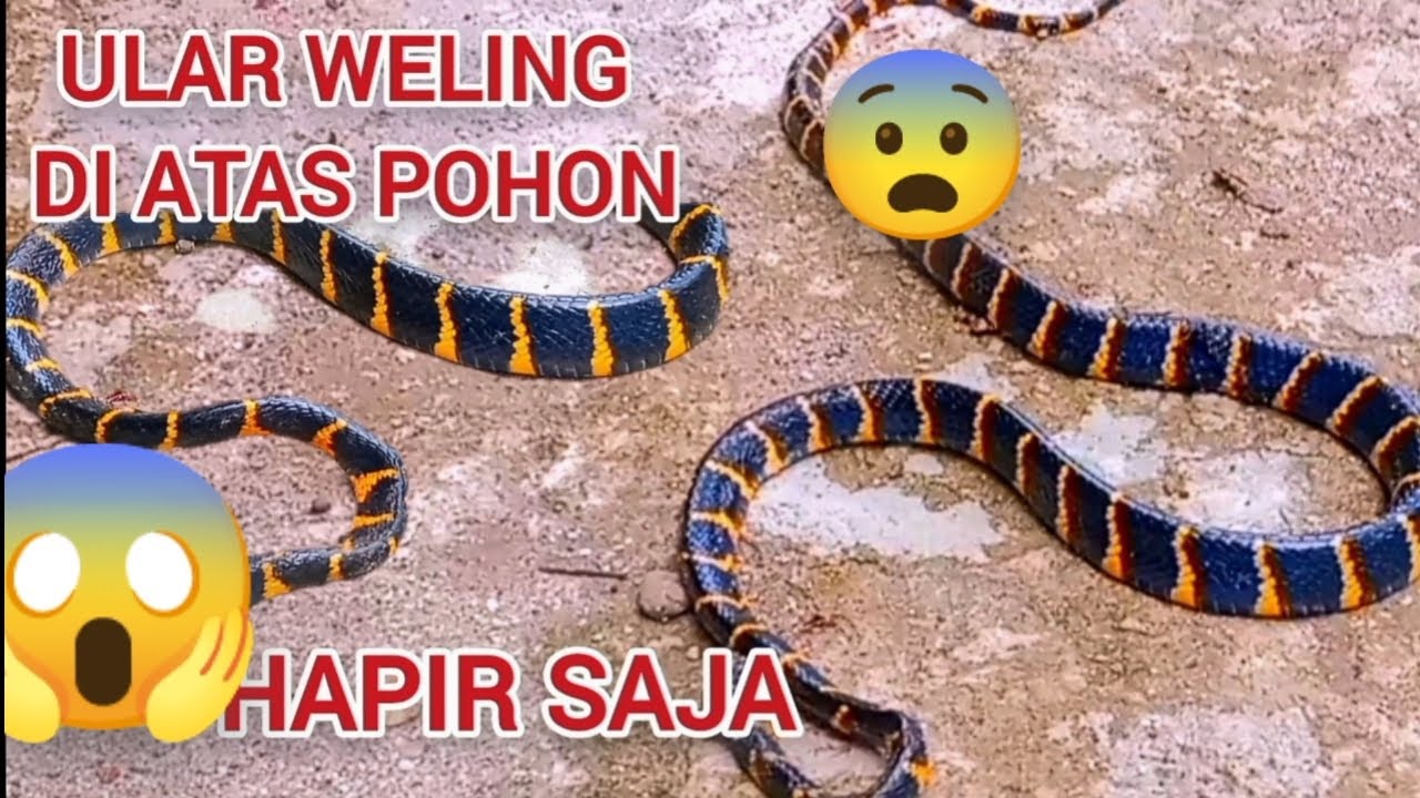 MENANGKAP ULAR WELANG HATI HATI SAAT PETUALANGAN BERBURU DI DALAM HUTAN ...