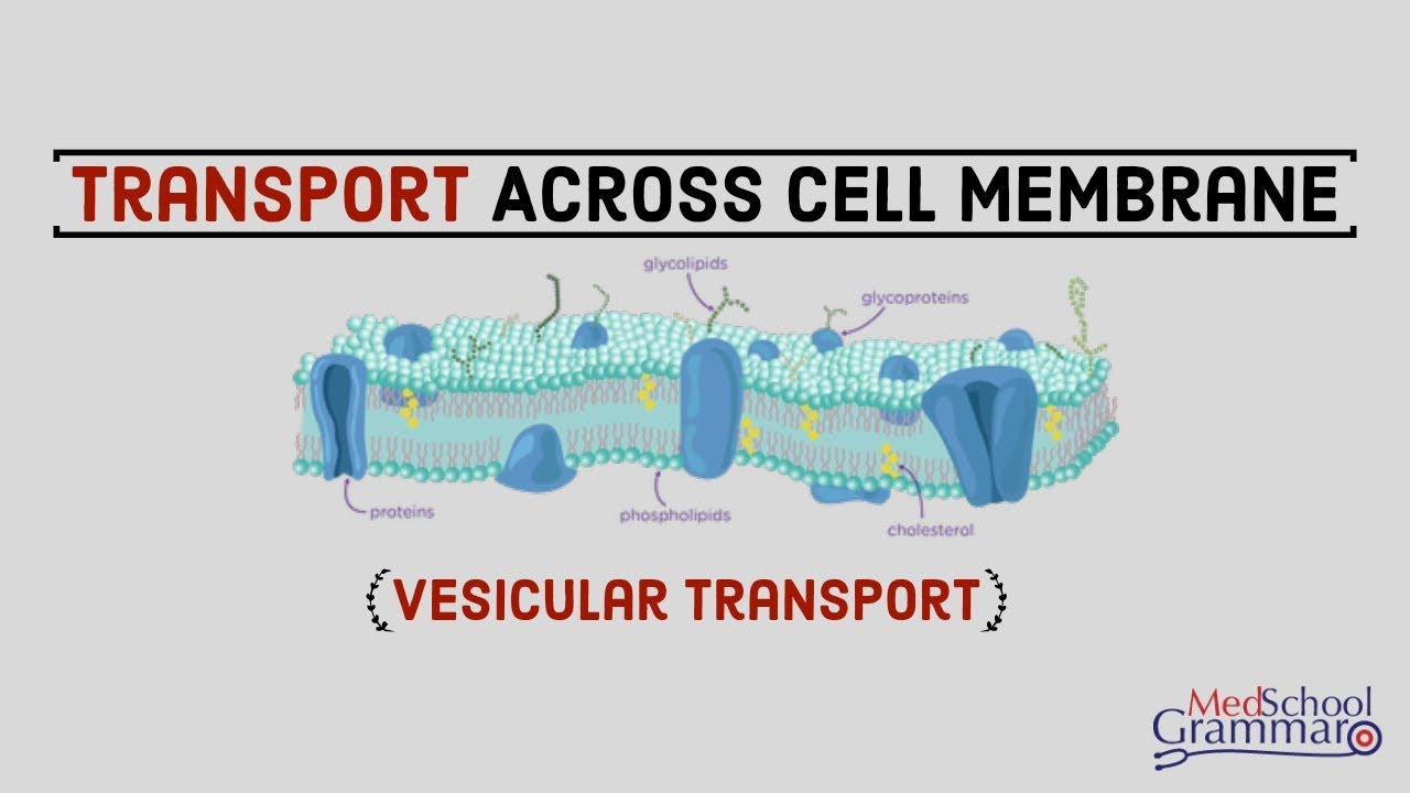 Transport across cell membrane - Vesicular transport - YouTube