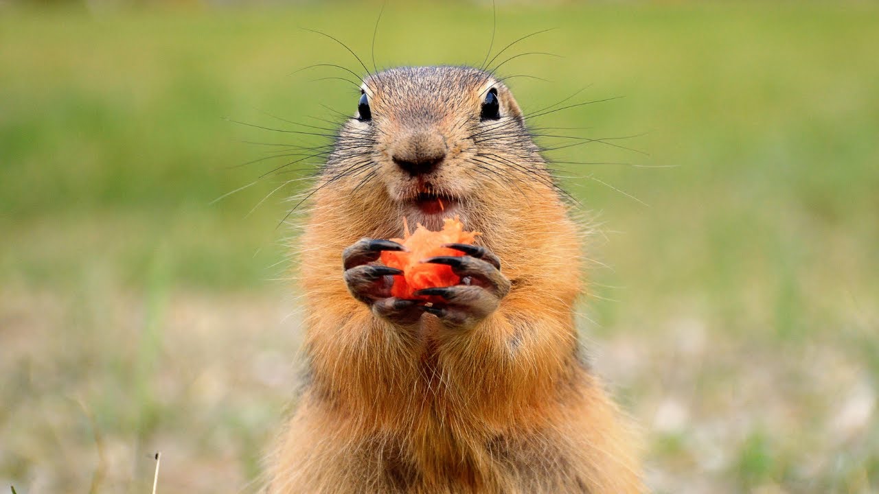 Marmot||Marmots are large ground squirrels and belong to the rodent ...