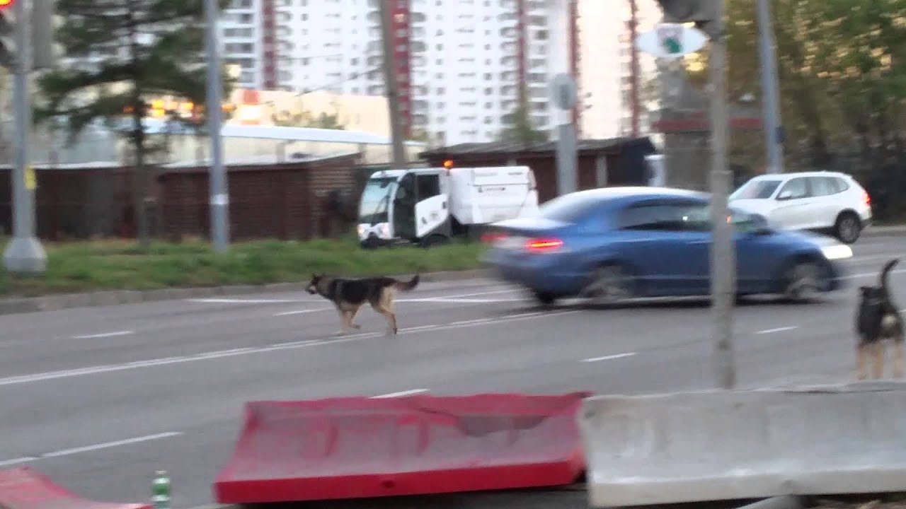 watch out! dogs knows when green light turns on - YouTube