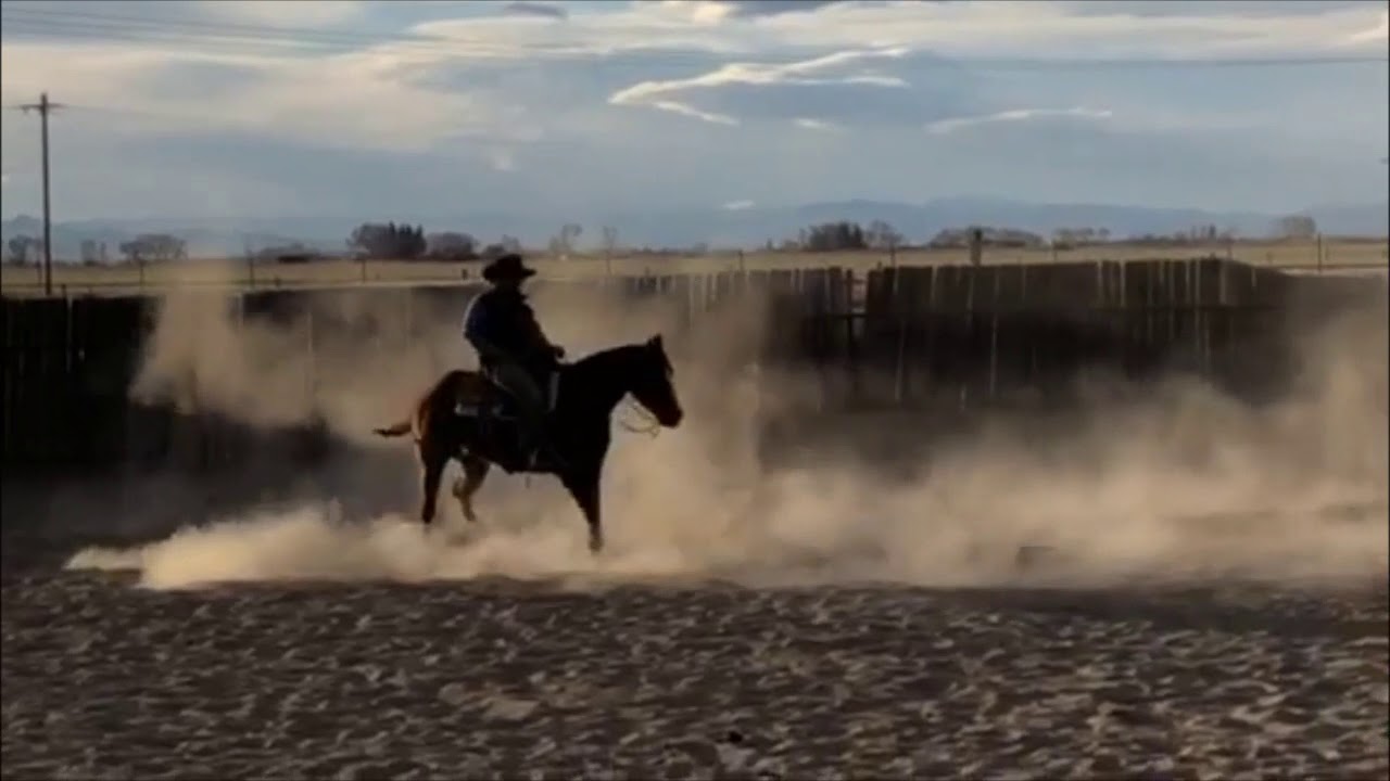 Bosses Day 2010 gelding CD Lights x Winenshinemen - YouTube