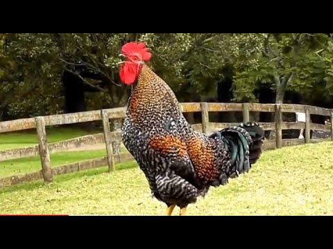 Rooster Crowing Compilation Plus | Rooster Crowing Sound Effect | Desi ...