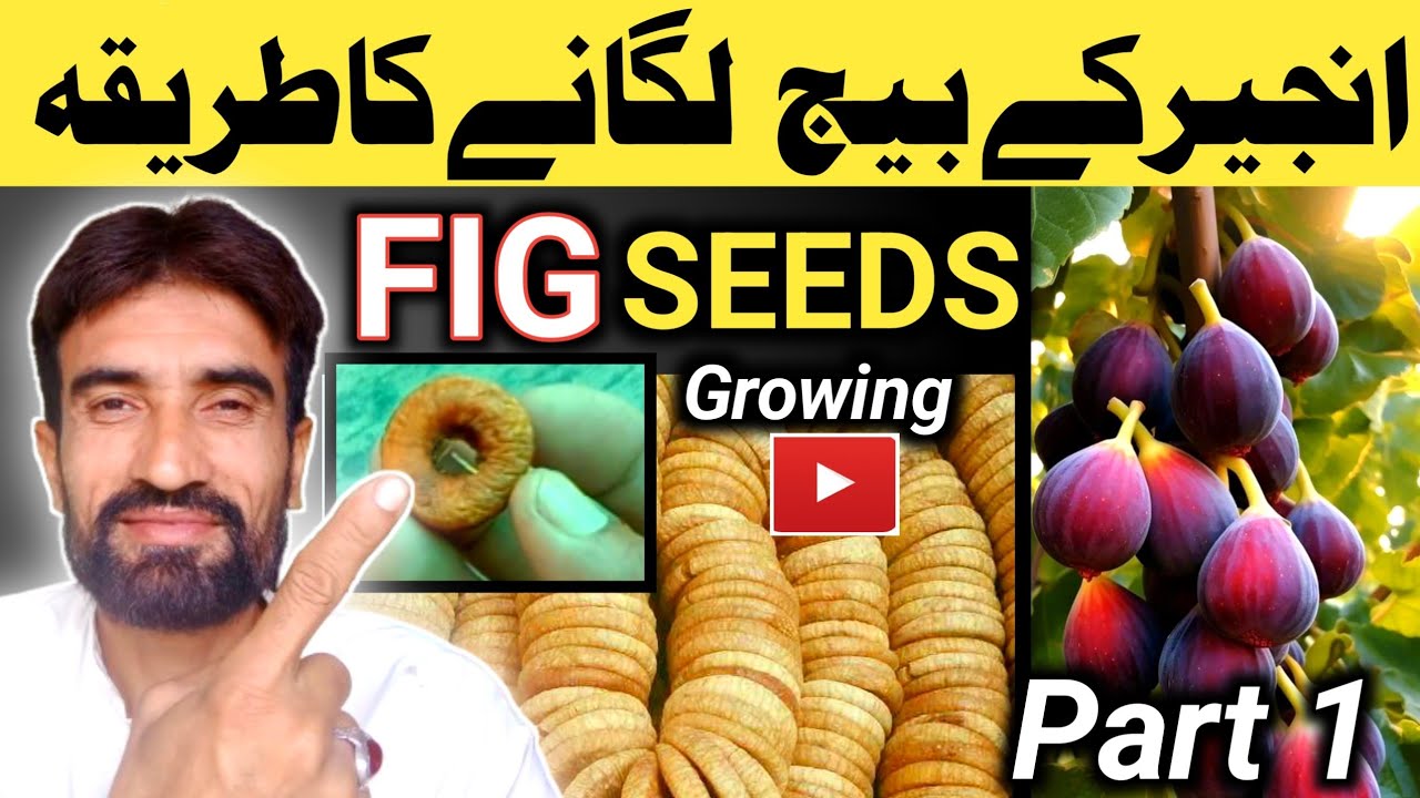Grow Your Own Fig Tree From Seed Part 1🌰 || Anjeer Seeds For Planting ...