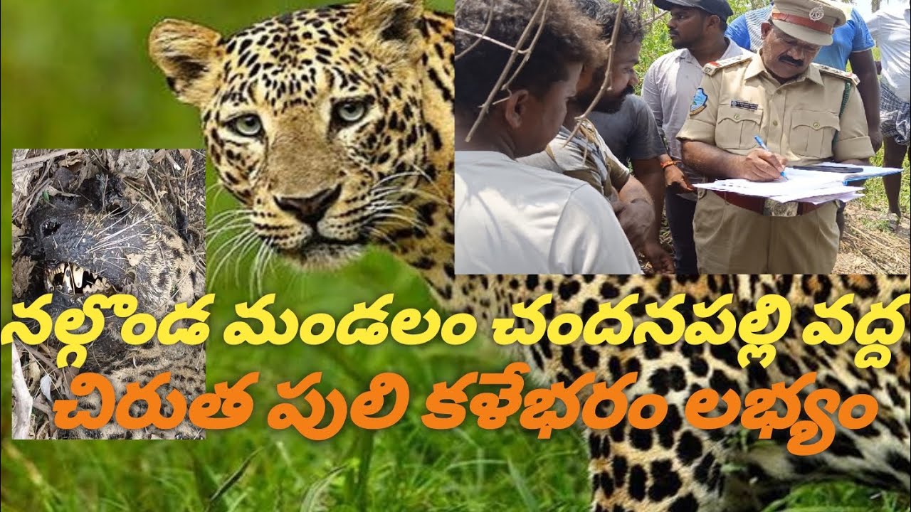 Chirutha Puli నల్గొండ మండలం చందనపల్లి వద్ద చిరుత పులి కళేభరం లభ్యం ...