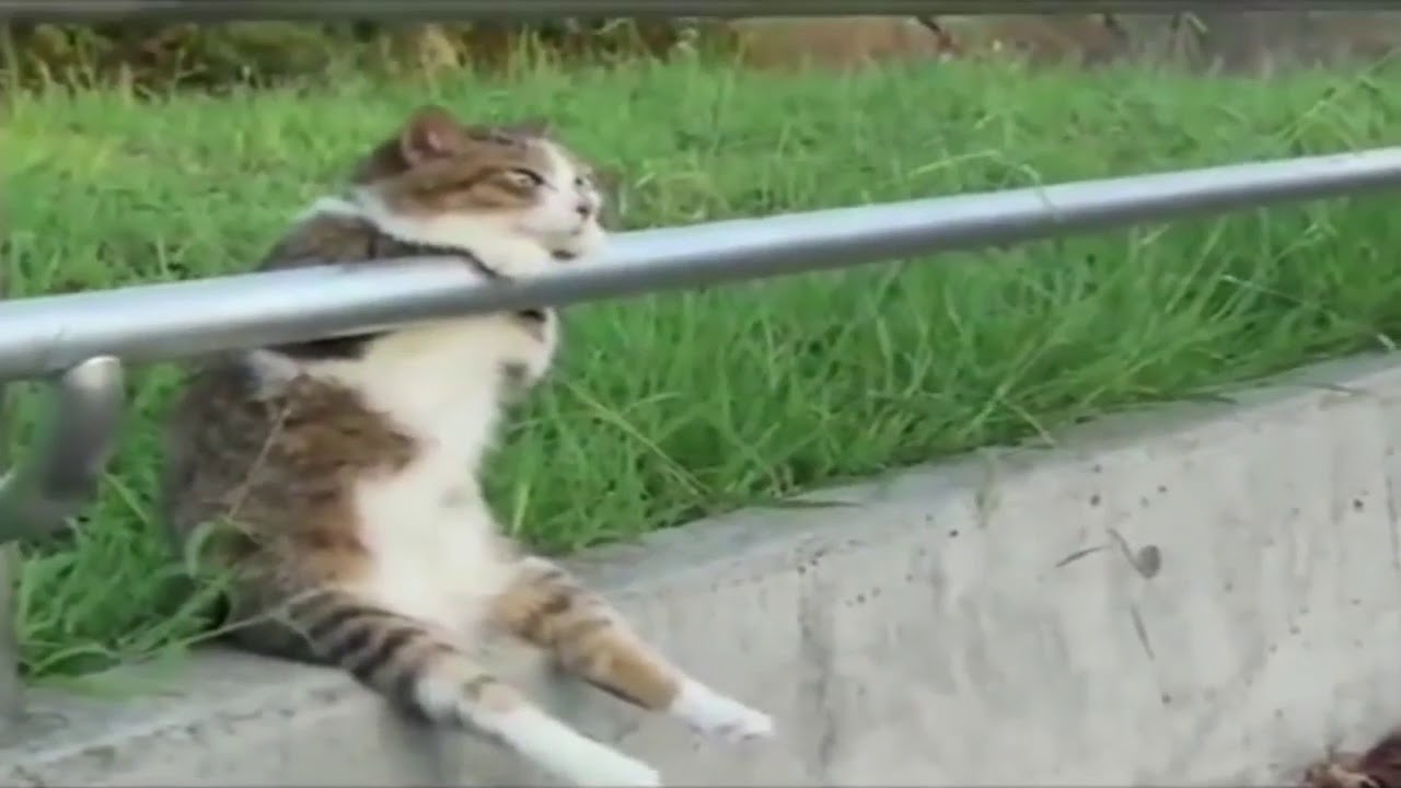 GATITO PENSANDO - YouTube
