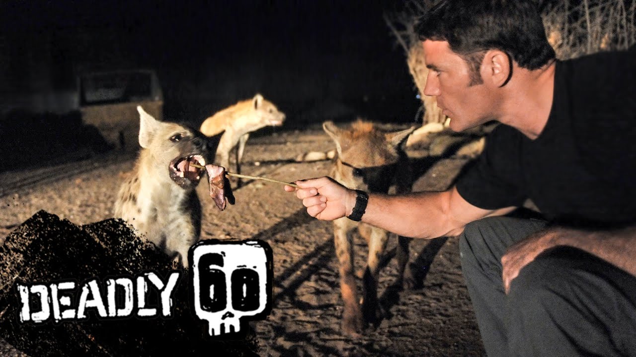 Hand Feeding Hungry Hyenas | Deadly 60 | BBC Earth Kids - YouTube