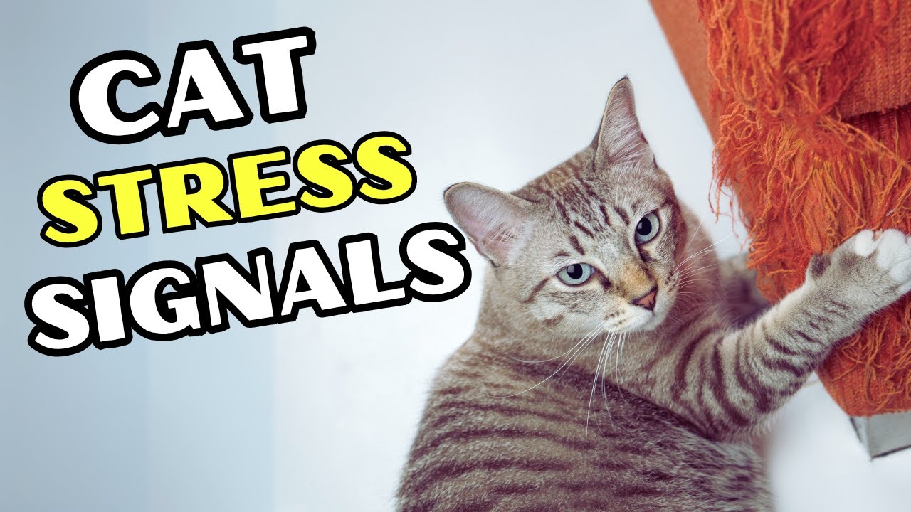 The 4 Main Signs of Stress Your Cat Is Sending You (and How to Fix Them ...