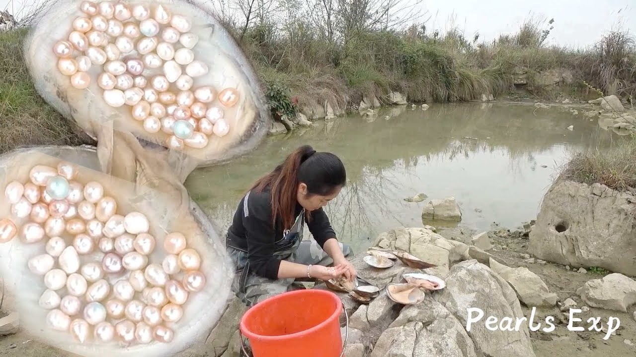 How to get the perfect pearl, first you need to find the pearl oyster ...