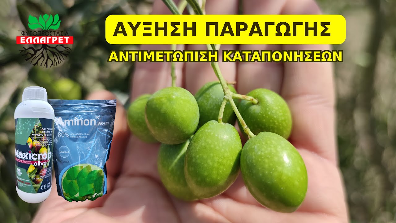 ΕΛΙΑ - ΑΥΞΗΣΗ ΠΑΡΑΓΩΓΗΣ & ΑΝΤΙΜΕΤΩΠΙΣΗ ΚΑΤΑΠΟΝΗΣΕΩΝ - YouTube