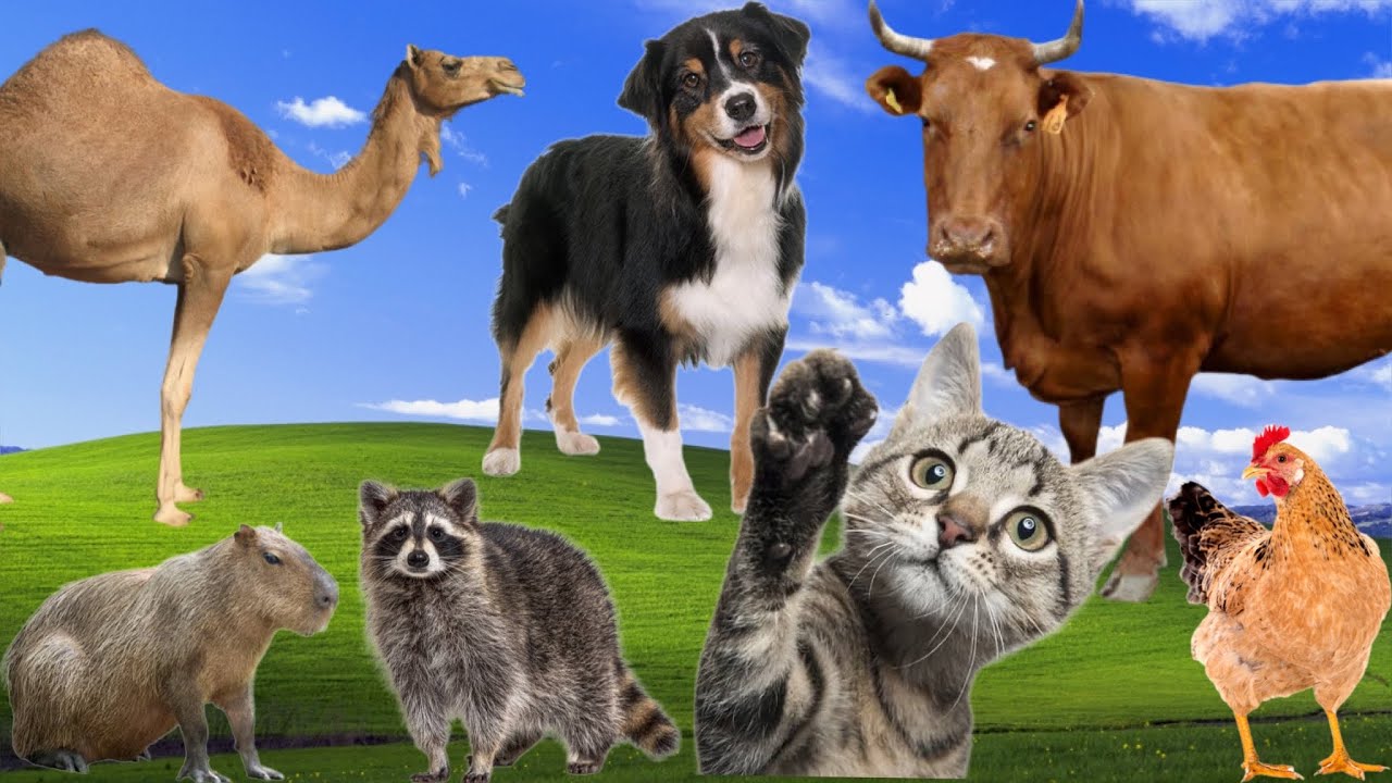 Funny farm animals sounds: Cow, Camel, Racoons, Cat, Dog, Capybara ...