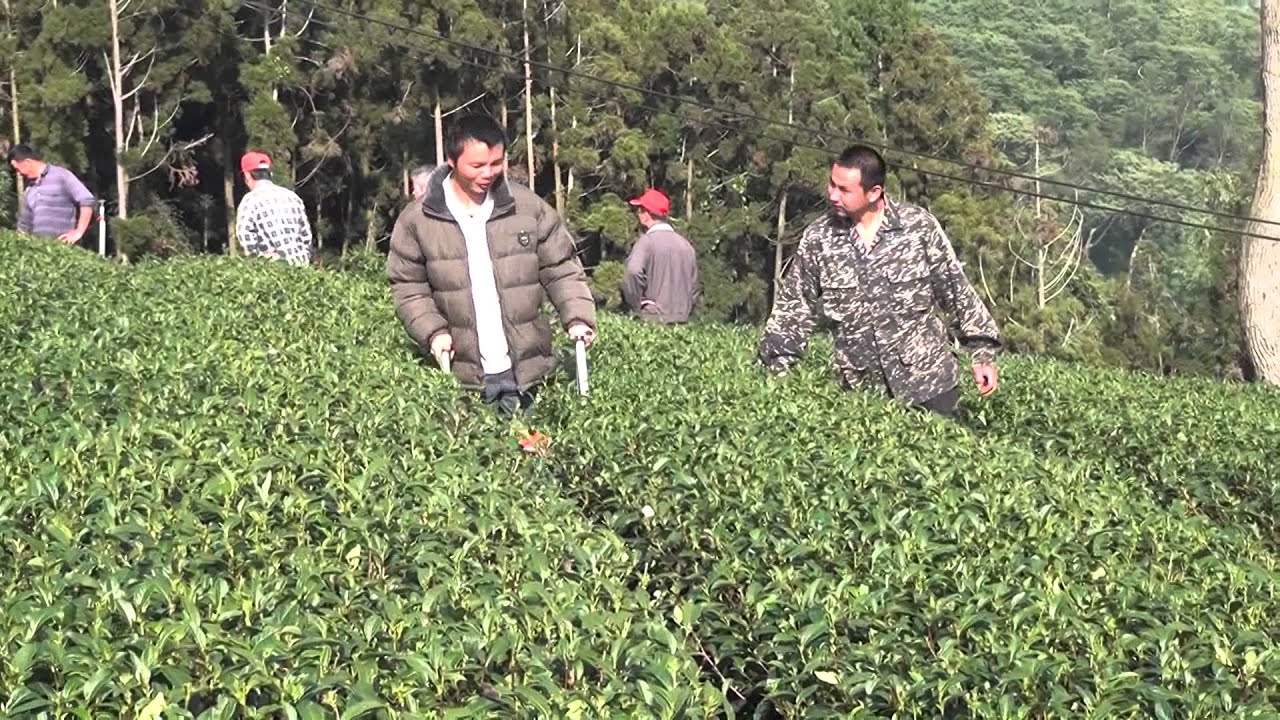 Taiwan Tea Plantation - Alishan | Tea Pursuit - YouTube