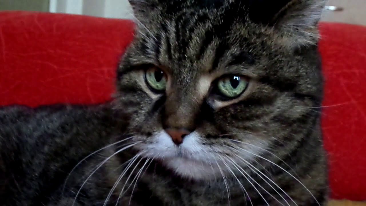 Tom, my handsome cat - YouTube