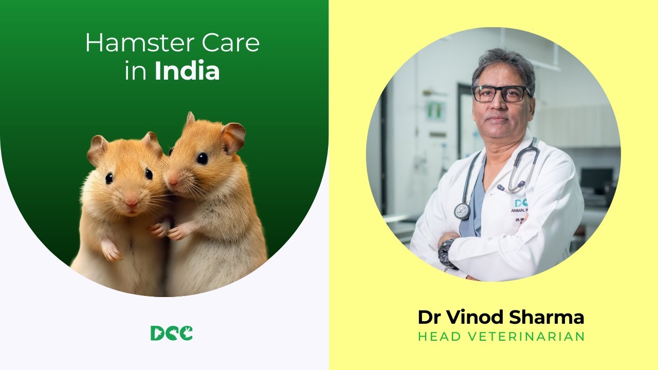 Hamster Care in India | Dr. Vinod Sharma - YouTube