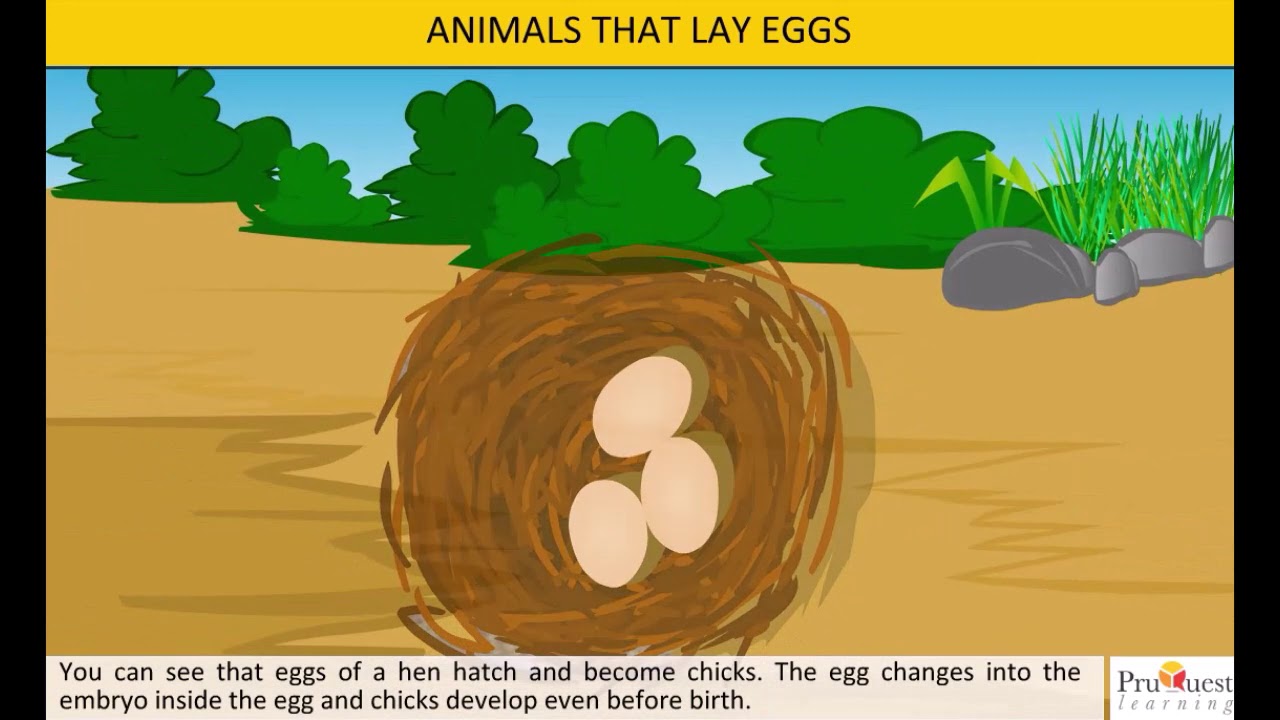 CLASS 4 SCIENCE CHAPTER 3 YouTube class-4-science-chapter-3-youtube