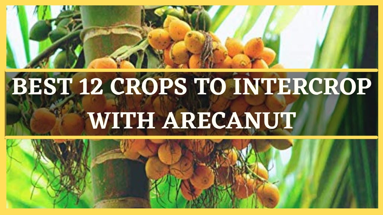 ARECANUT INTERCROPPING: BEST 12 CROPS TO INTERCROP WITH AREACANUT ...