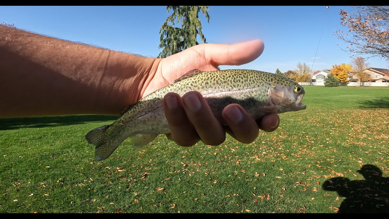 These fish were eager!!! (Stocked Trout Fishing) - YouTube