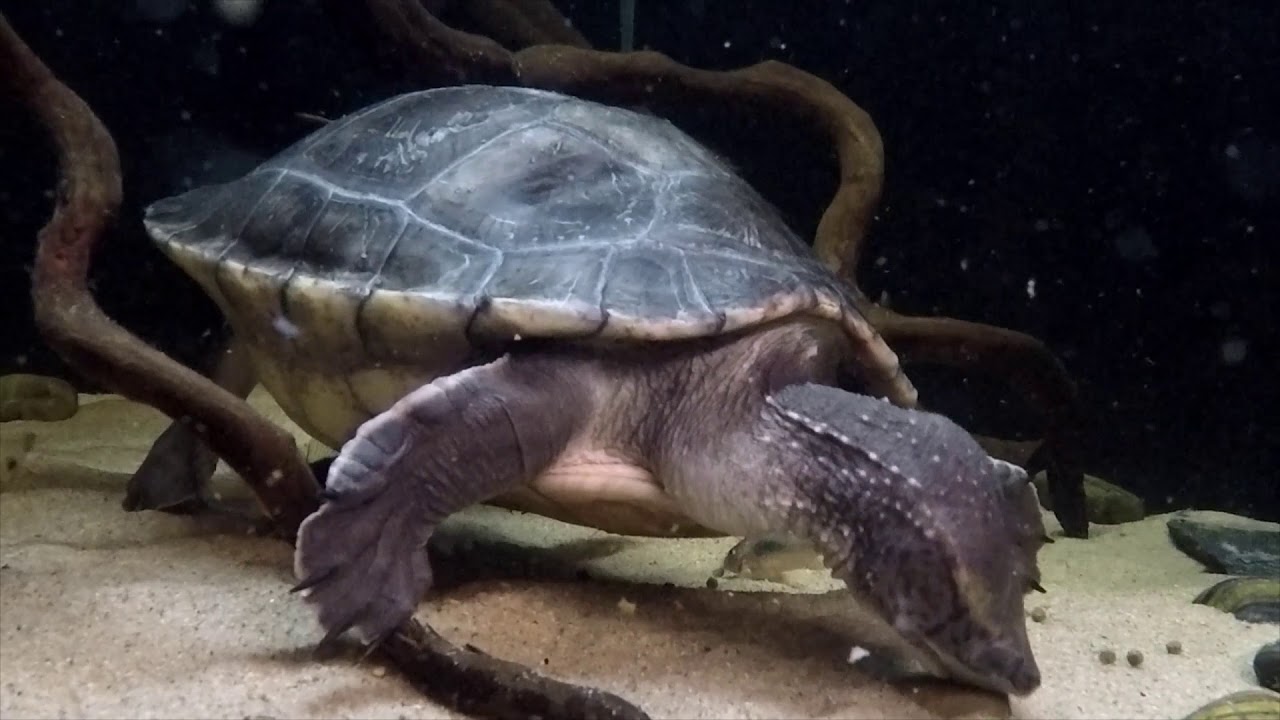 Dermatemys mawii feeding time - YouTube