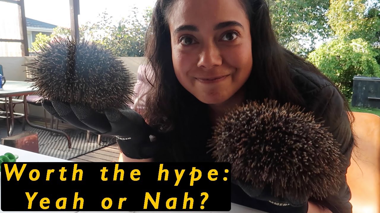 20 KINA (Sea Urchin) DISHES - TASTE TEST - YouTube