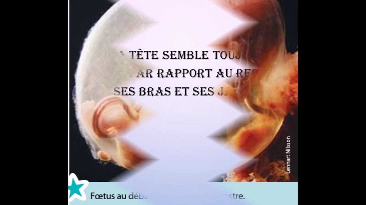 le developpement du fœtus semaine par semaine - la grossesse semaine ...