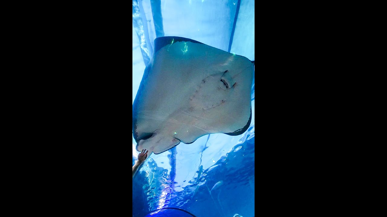 Stingray face in aquarium. Huge stingray. Maalaea Maui Ocean Center ...