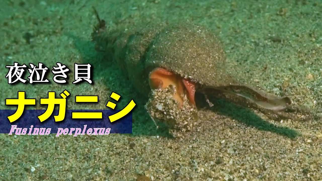 ナガニシ 】夜泣き貝 Fusinus perplexus - YouTube