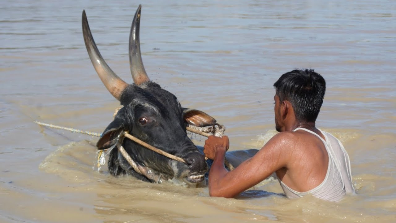 Haveri don 111 ! Furious bull swim exercise ! hori habba Jallikattu ...