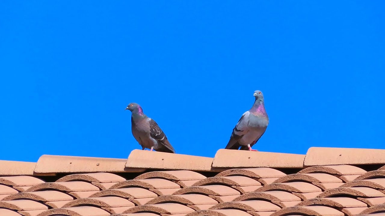 Arizona Rock Pigeon pair - USA - YouTube