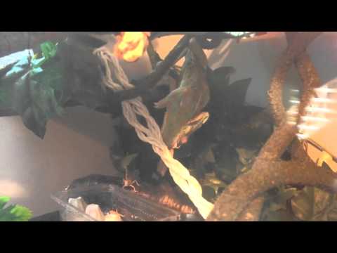 Mitch the killer Chameleon! Pt 2
