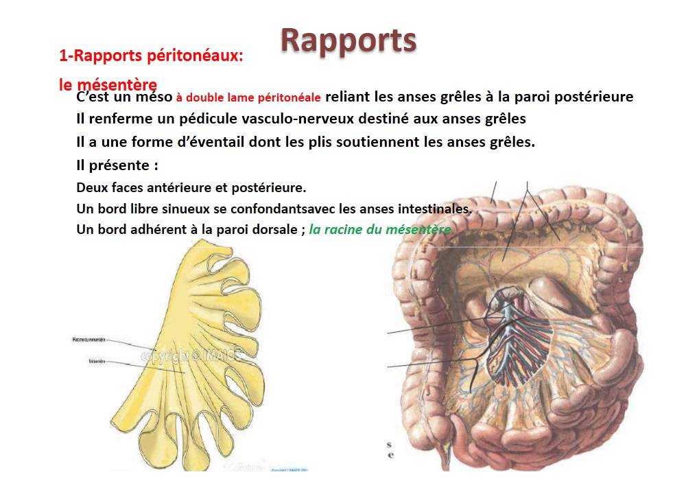 ANATOMIE Jéjuno Iléon - YouTube