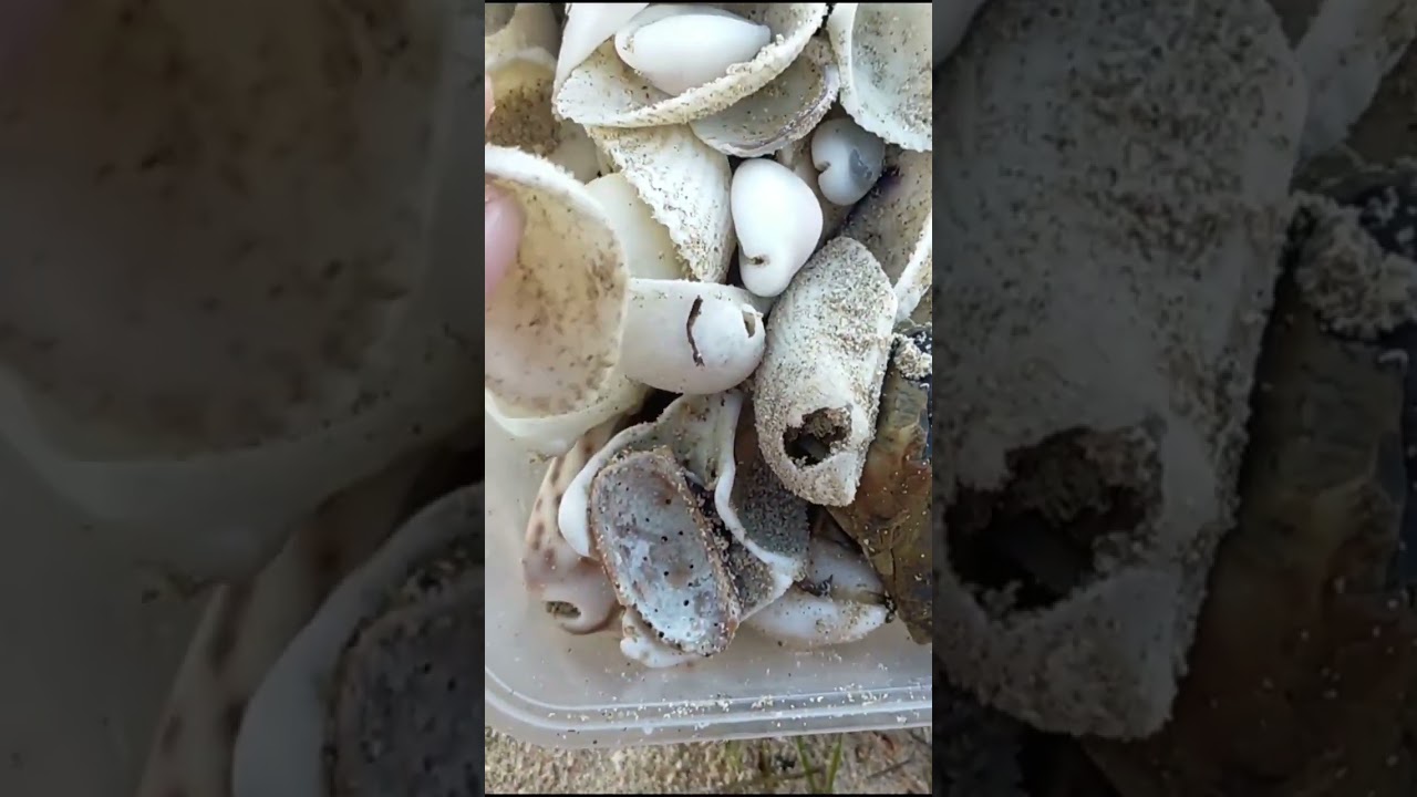 Namulot ako ng shells sa tabing-dagat | Sta.Ana, Cagayan Sept.11, 2022 ...