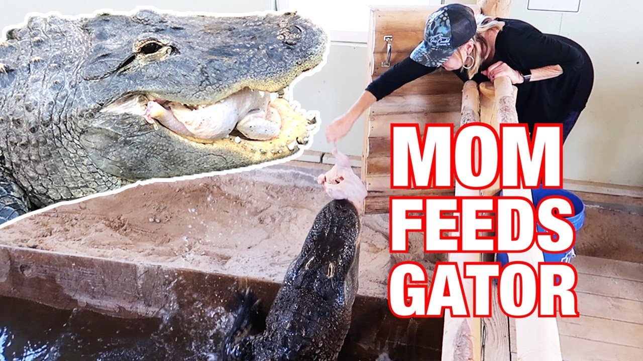 Mom Feeds 10 foot Alligator!!! - YouTube