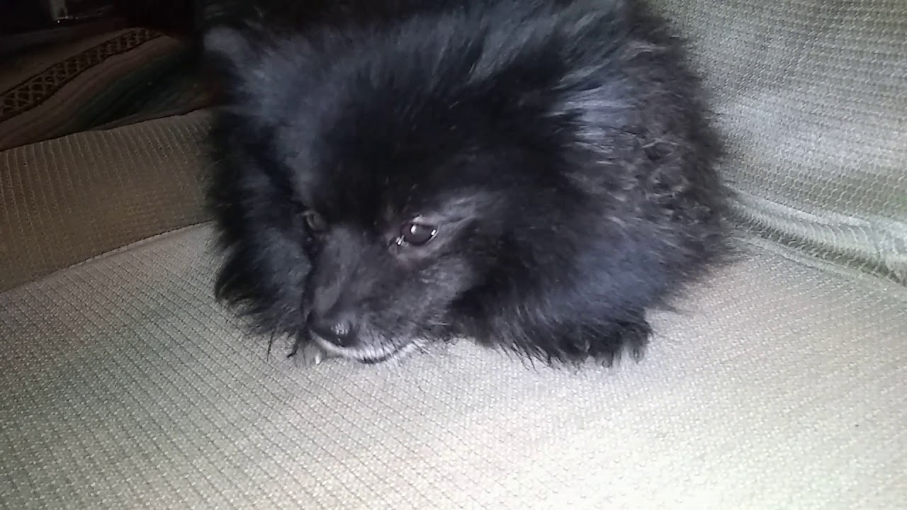 Little Bear eating - YouTube