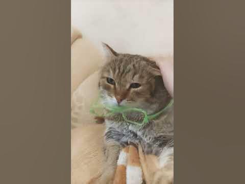 смешной котик😺😸 - YouTube