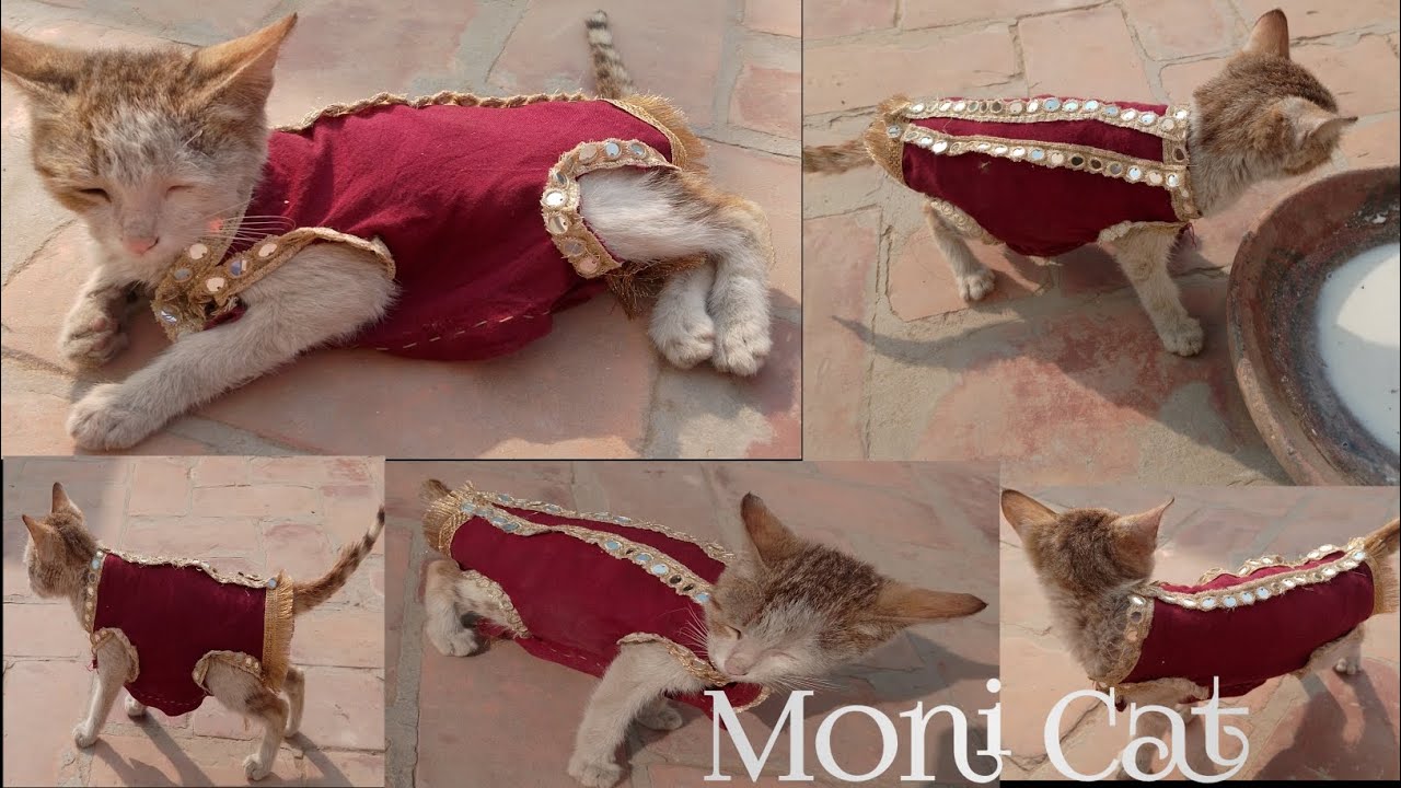 Moni Cat is mine #cat #cutecat #meao #catvideos #mycat #Moni cat - YouTube