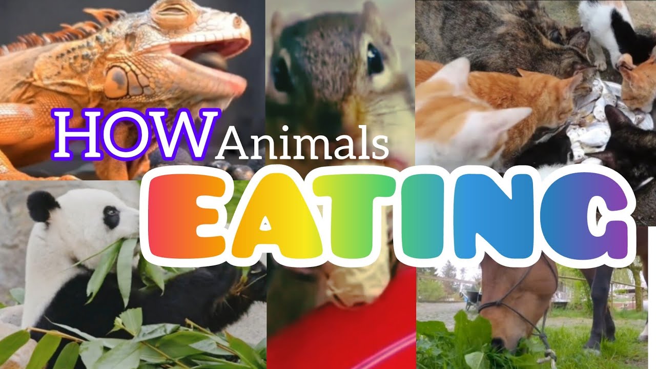 Animals eating so wonderfull moment so cute views - YouTube