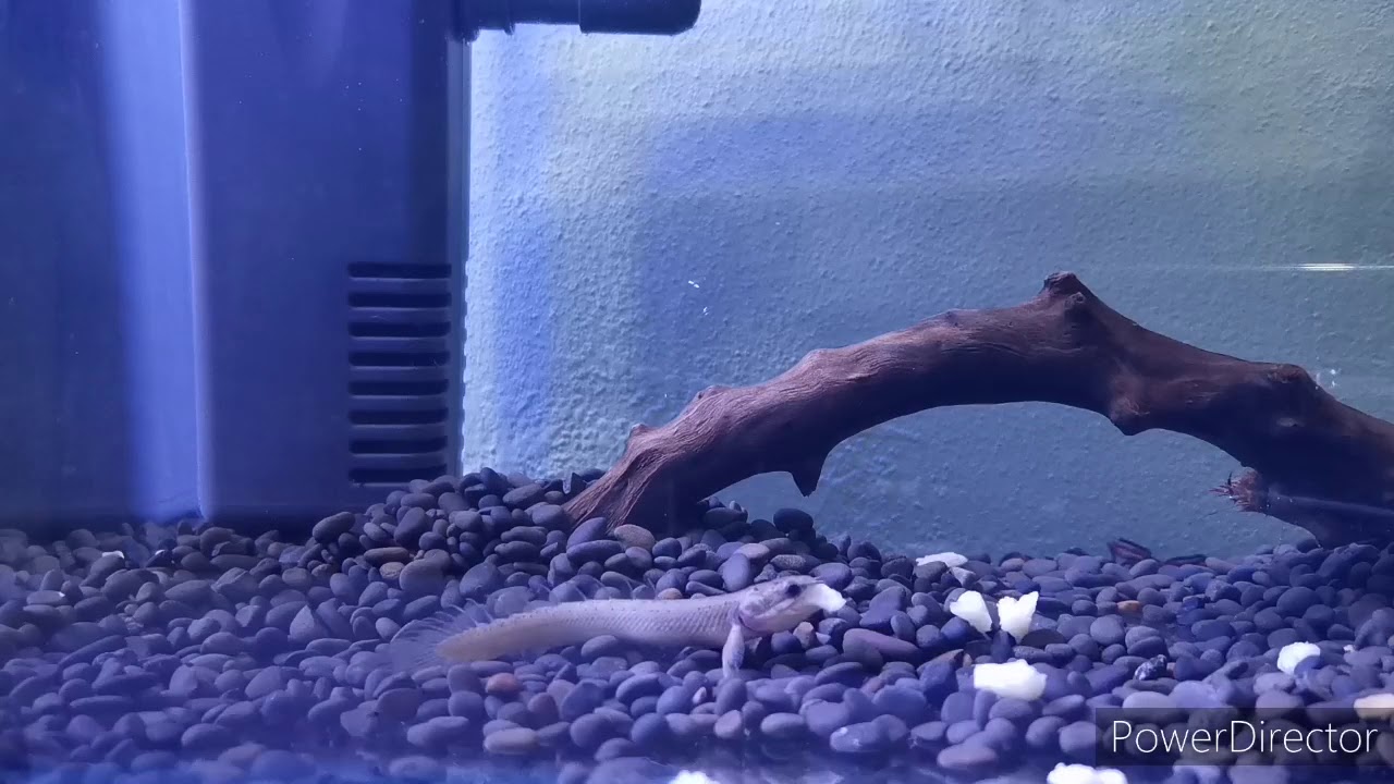 Baby Bichir Feeding. - YouTube