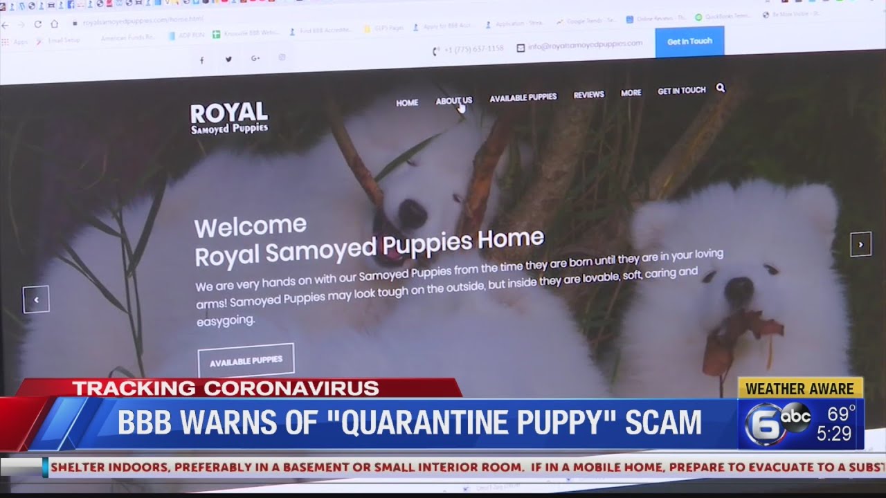 BBB warns of "quarantine puppy" scam - YouTube
