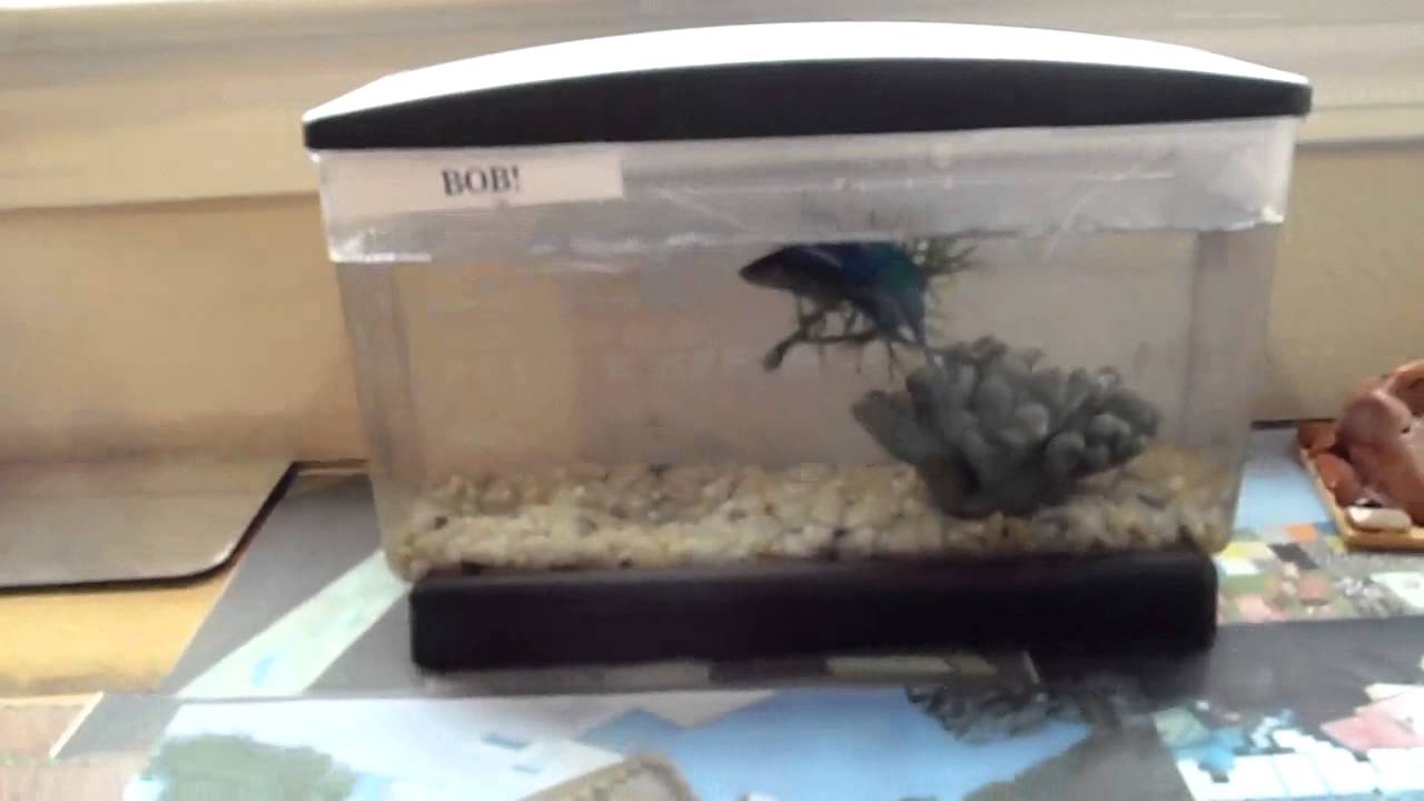 how to take care of a beta fish - YouTube