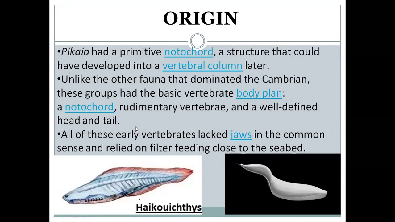 Ostracoderms - origin & features - YouTube