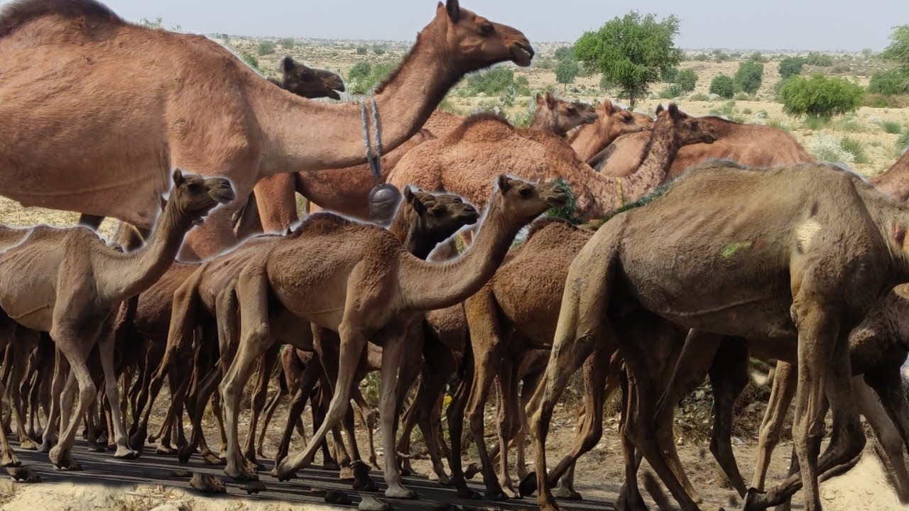 A large number of Camels are going on the road|1000 Camels| Thar Desert ...