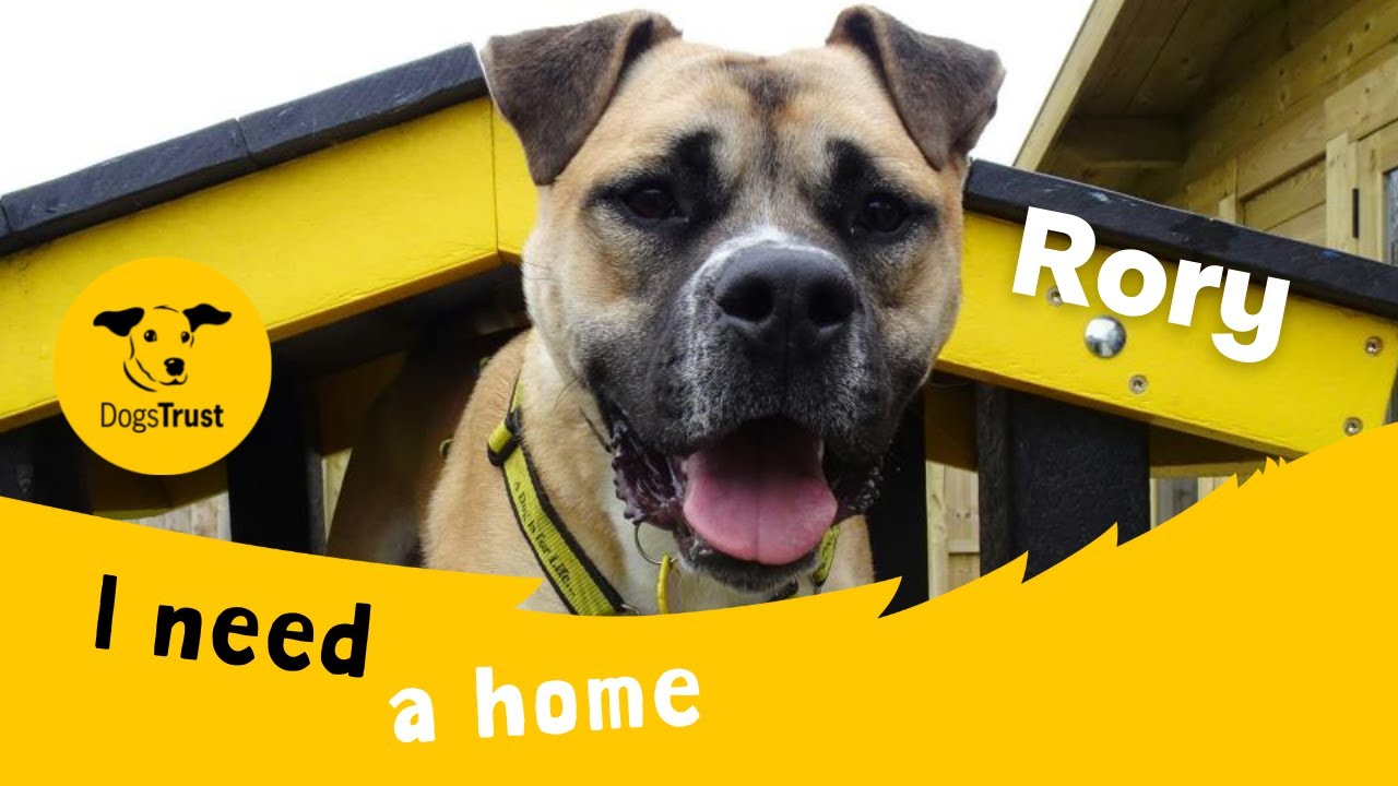 Rory the fun loving Crossbreed | Dogs Trust West Calder - YouTube