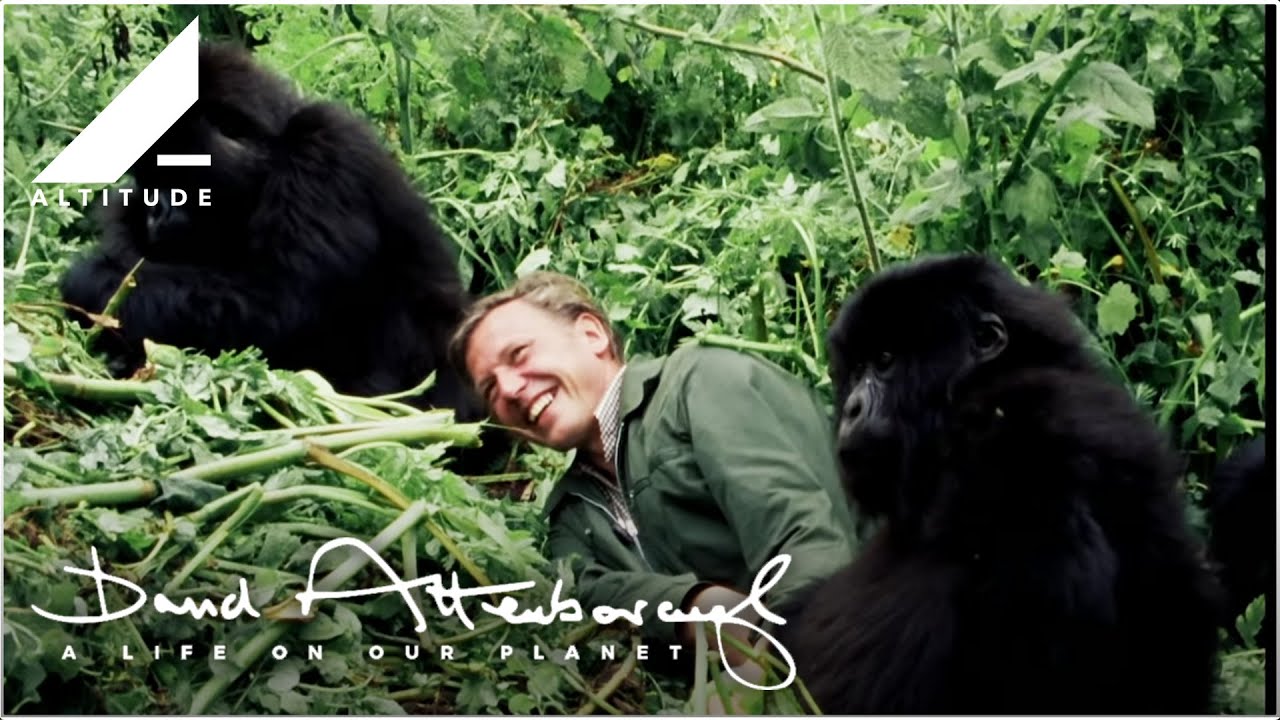 DAVID ATTENBOROUGH: A Life On Our Planet (2020) | Official Teaser ...
