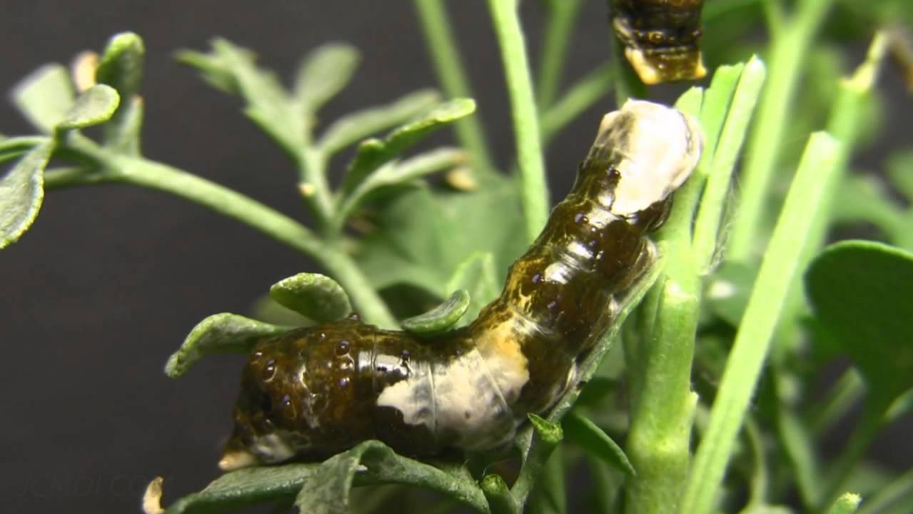 Giant Swallowtail Life Cycle B-Reel Collection V19029 - YouTube