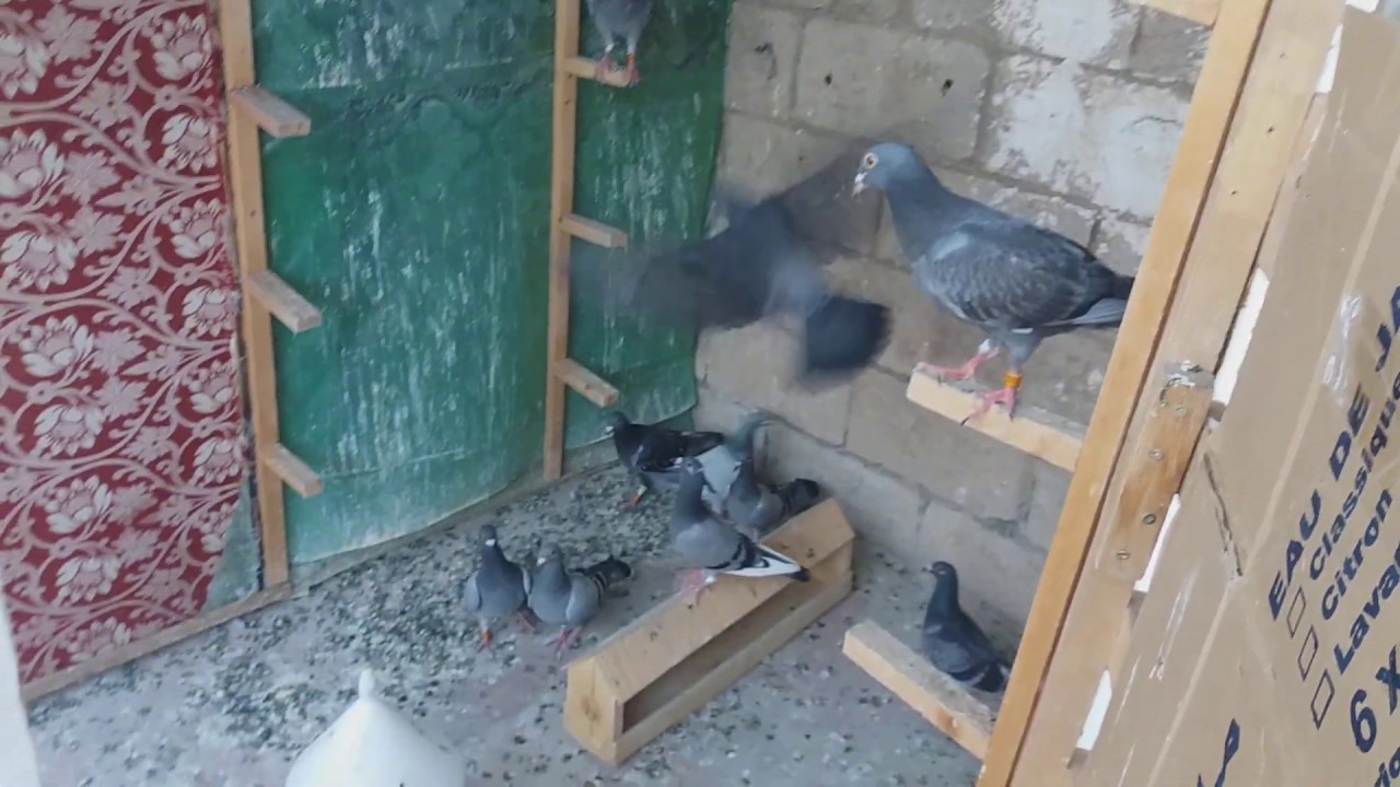 فيديو كل يوم ‏(‏اليوم 14)‏ Videos every day (day 14) - YouTube