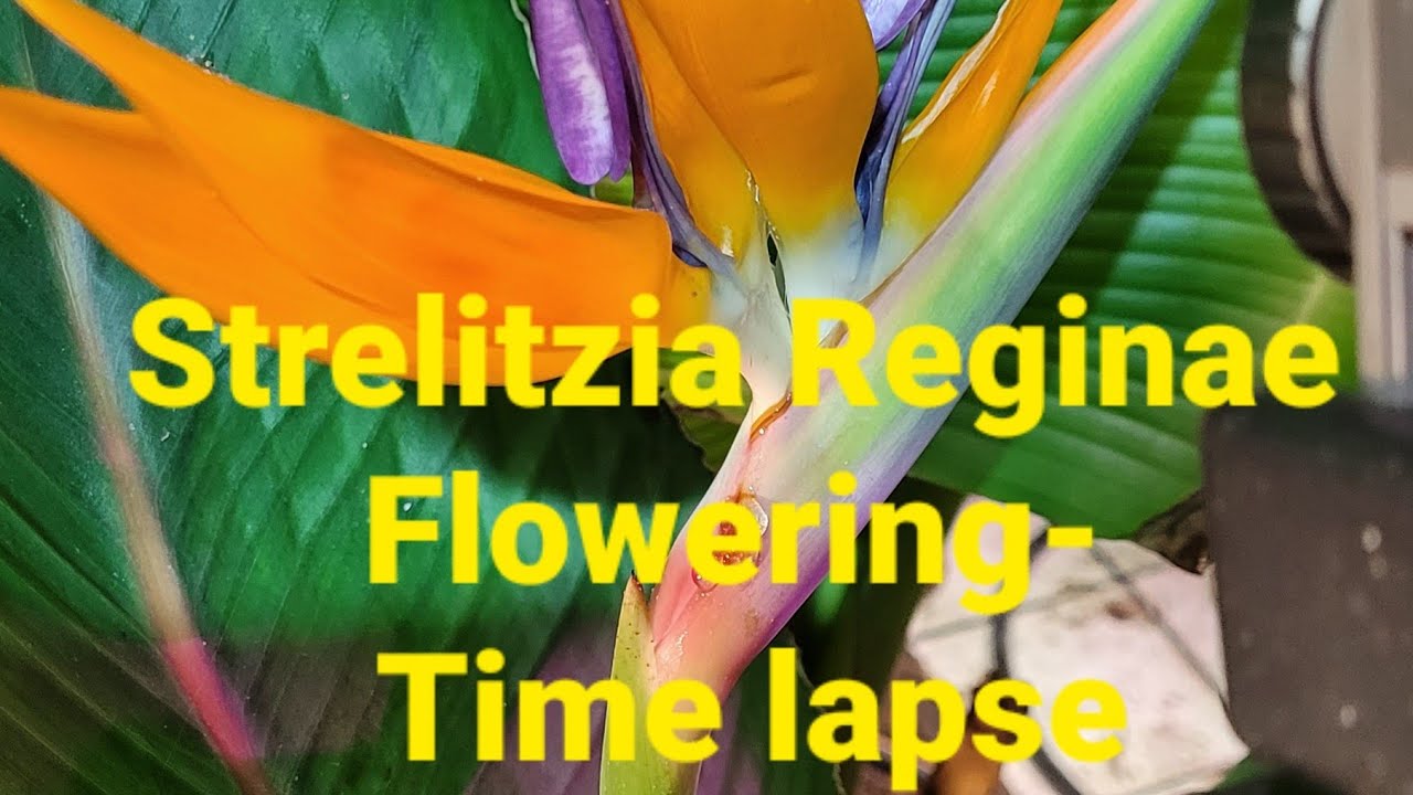 556#. Strelitzia Reginae flowering- time lapse - YouTube