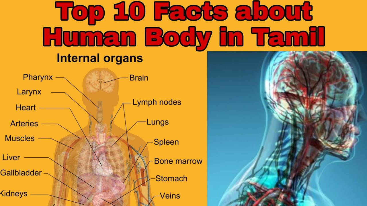 Top 10 Hidden Facts About Human Body In Tamil About All VBL YouTube top-10-hidden-facts-about-human-body-in-tamil-about-all-vbl-youtube