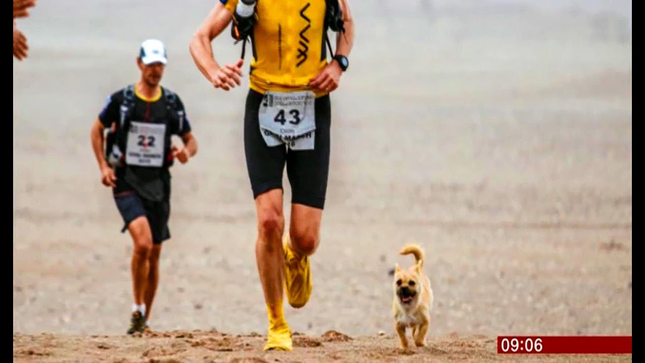 Aaw... Gobi The Dog Loves Marathon Runner! - YouTube